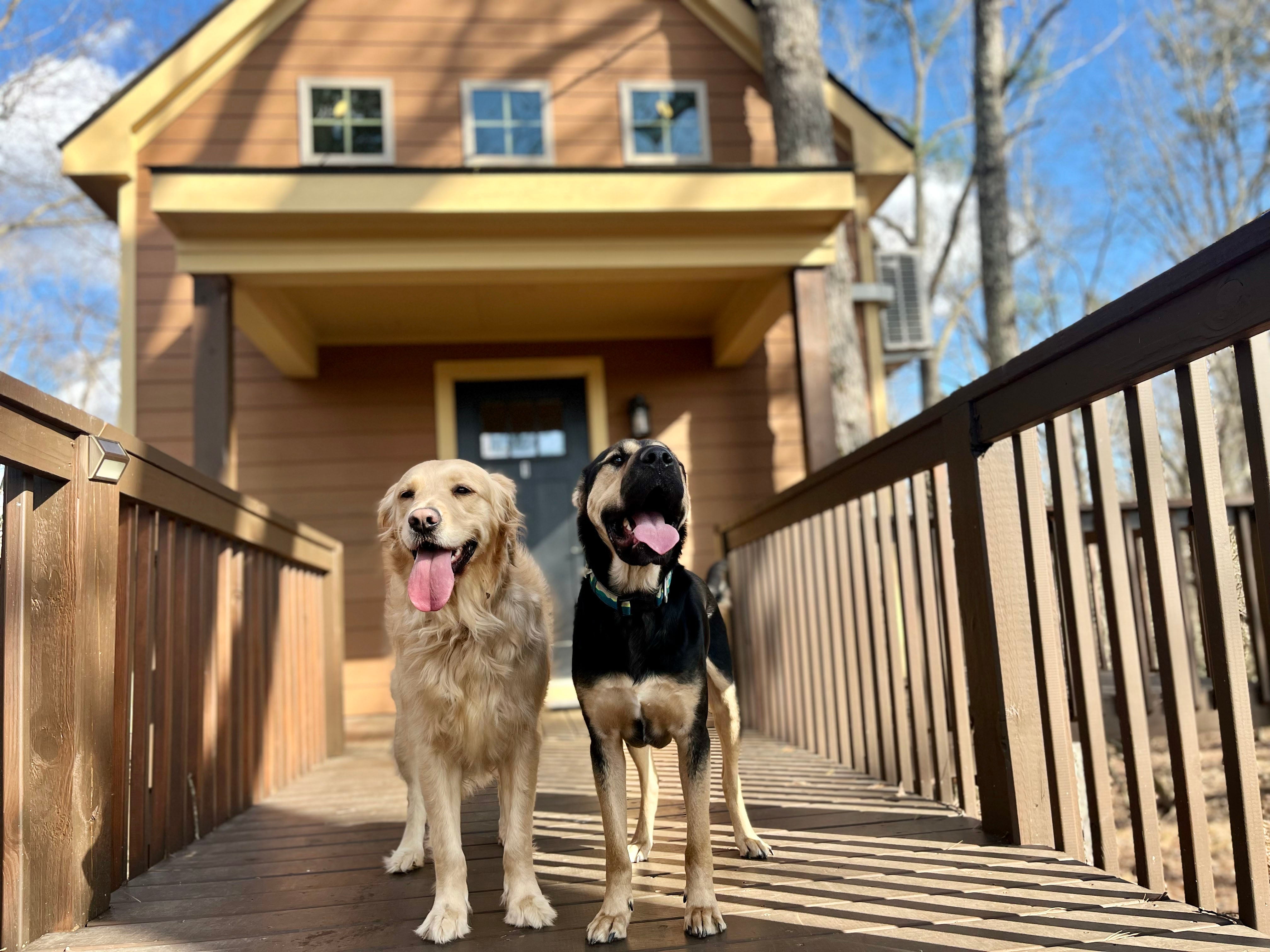 Unwinding in Nature's Embrace: A Stay at the Dog-Friendly Romantic ...