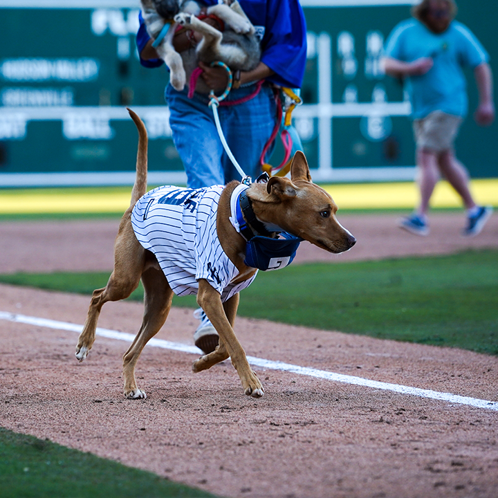 Bark in the Park 2025: Join the Fun with Your Pup at the Dog-Friendly ...
